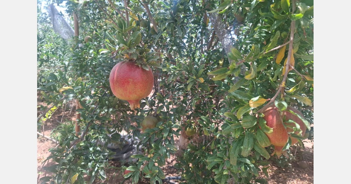 « En Europe du Sud, les petites grenades sont de plus en plus ...