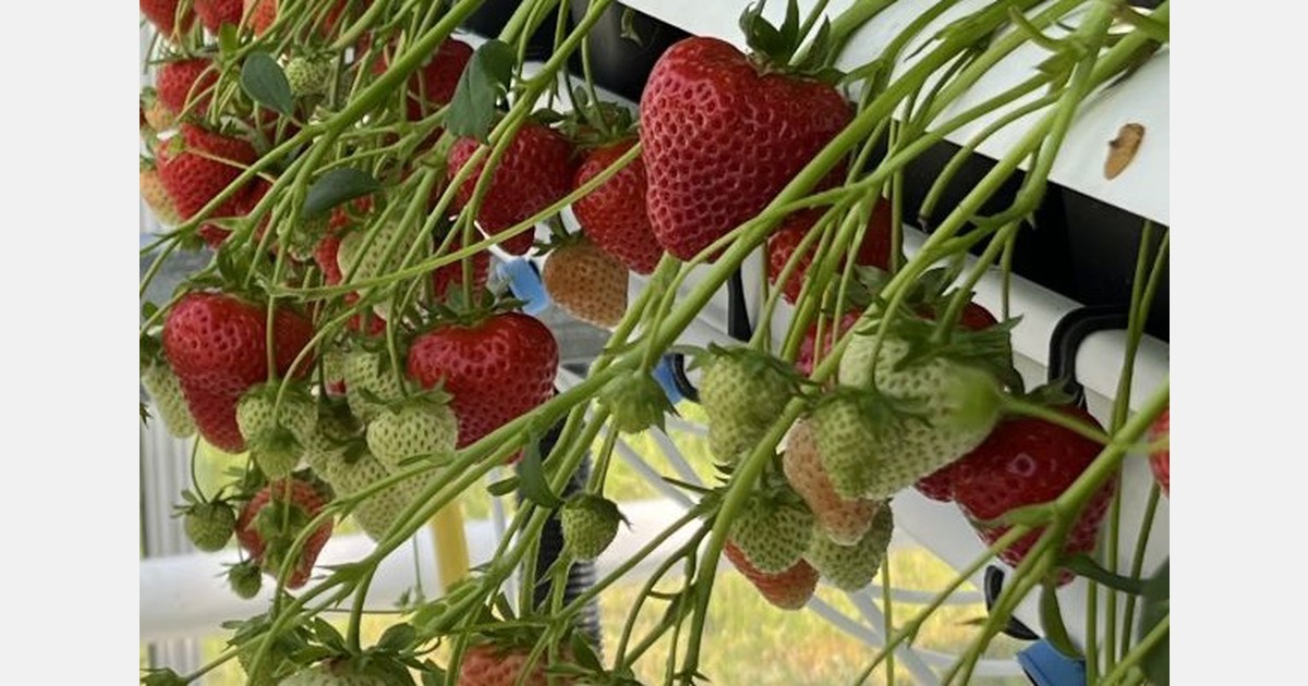 « Le rendement de la variété Jack est nettement supérieur à celui de Malling Centenary