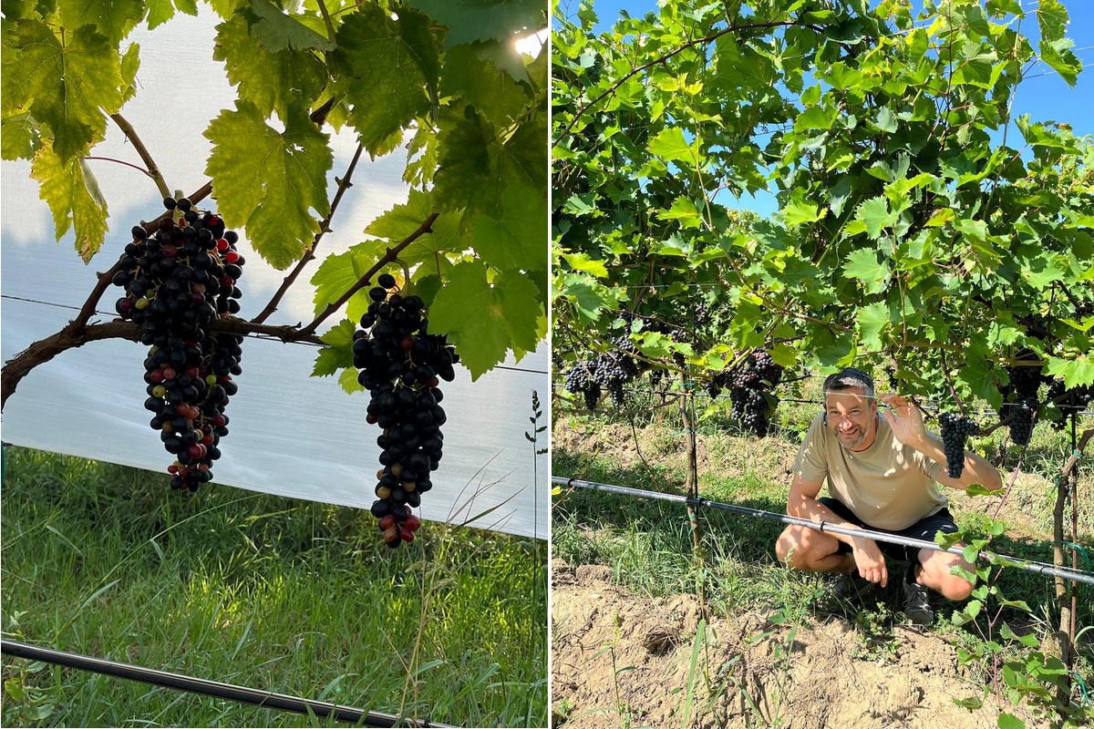 « Le marché des raisins de table biologiques autrichiens est solide et ...