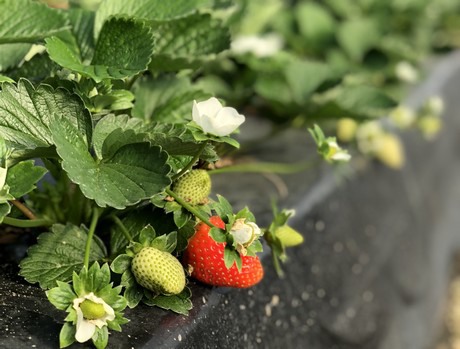 Premières exportations des premières fraises Huelva