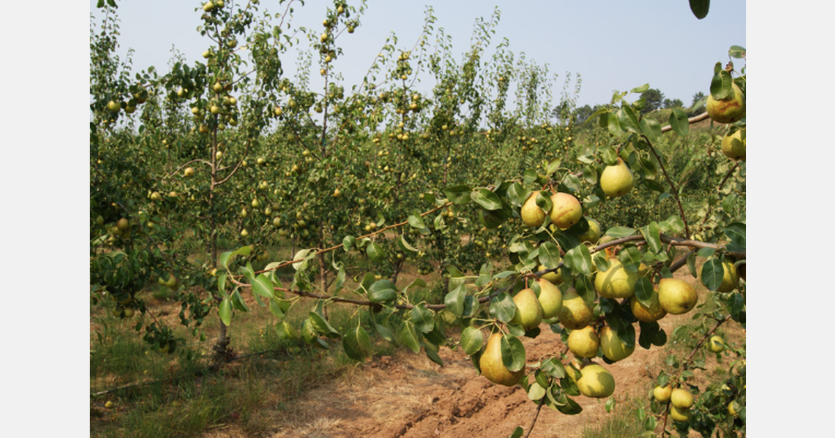 La récolte de la poire Rocha portugaise est inférieure de 40 %