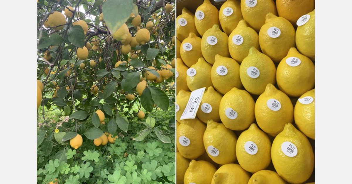 « Nous supportons assez bien la pression sur le prix des citrons