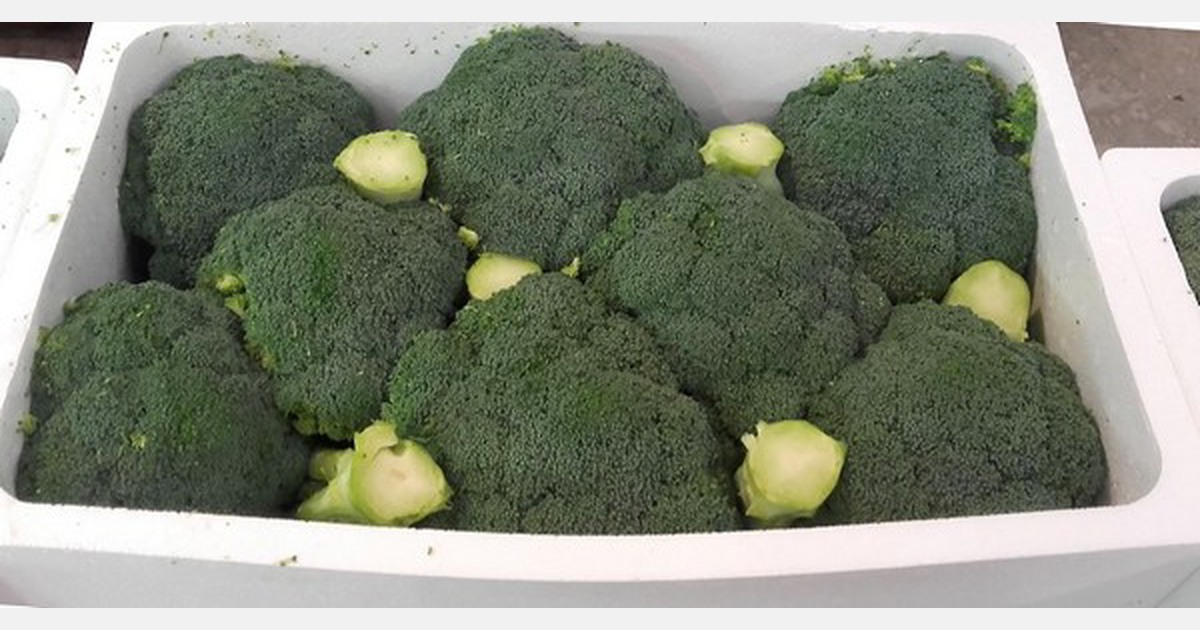 « Le manque d'eau et la réduction de surface vont conditionner la ...