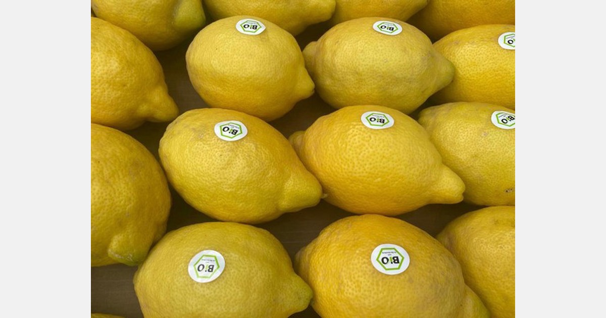 « Les prix des citrons bio à Perpignan sont la référence pour toute l'Europe