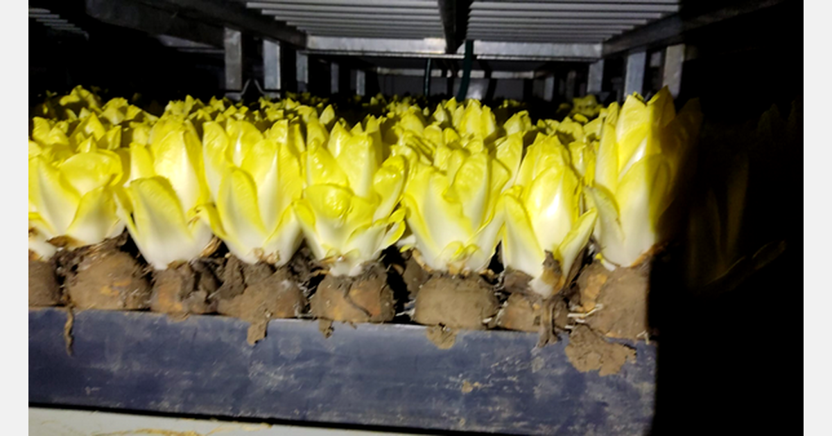 « Nous avons déjà mis en place des projets de production d'endive en ...