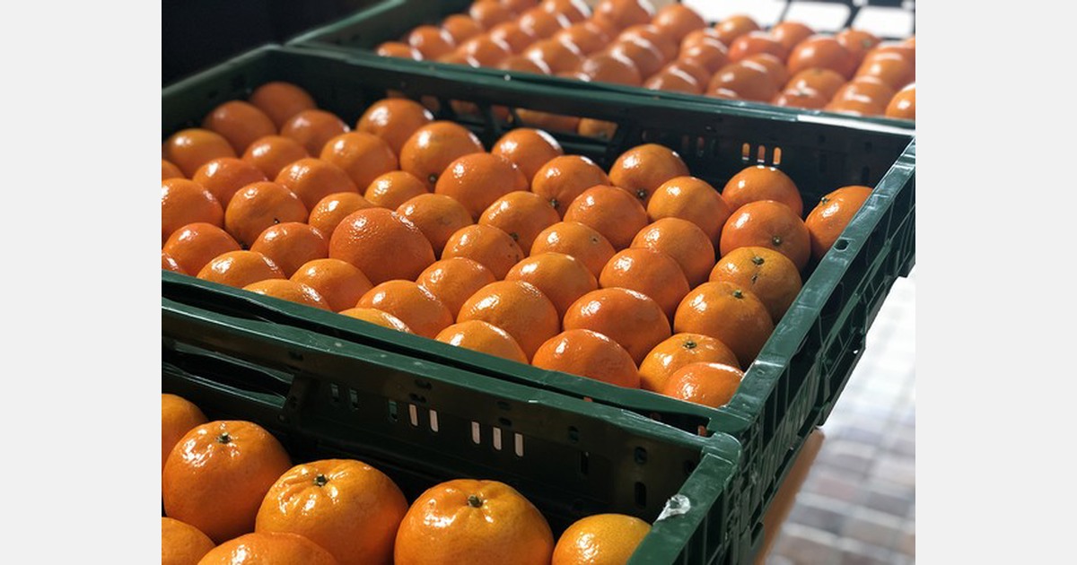 « La nouvelle mandarine extra tardive Kino permettra de prolonger la ...