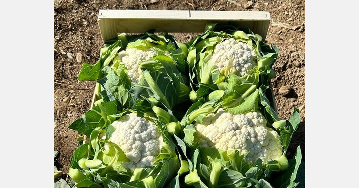 « Une boîte de 6 choux-fleurs a atteint les 15 euros