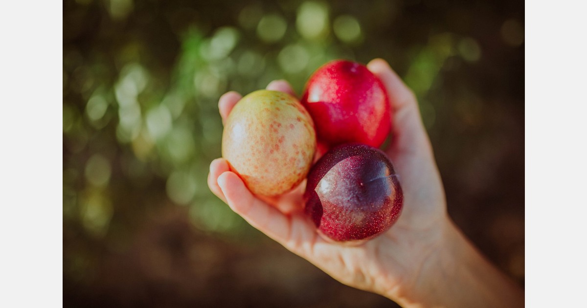 More than 60 brands across Europe have adopted Metis - Archyde