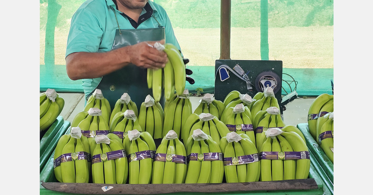 « Au cours des dix dernières années, les producteurs de bananes au ...