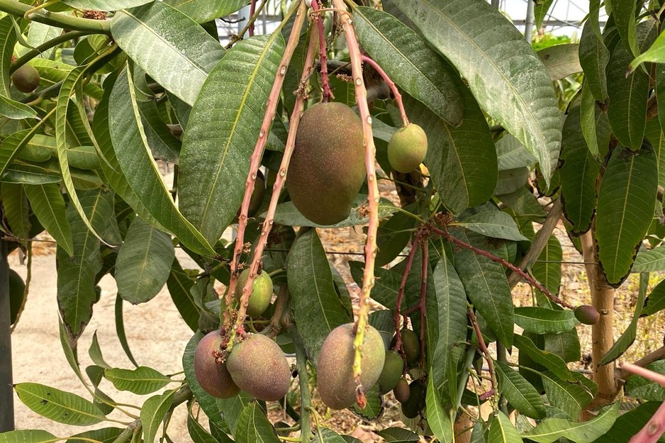 « Cette année, nous aurons une plus grande quantité de 'mini' mangues