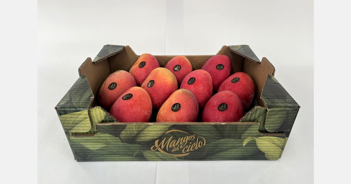 La récolte de mangues a déjà commencé en Espagne avec la variété Irwin