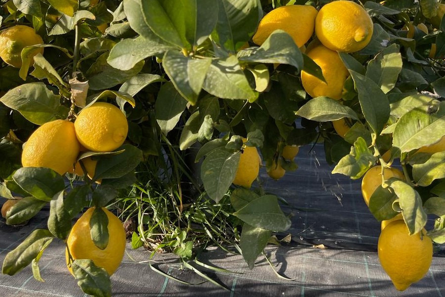 « Le prix des citrons devrait augmenter d'ici un mois