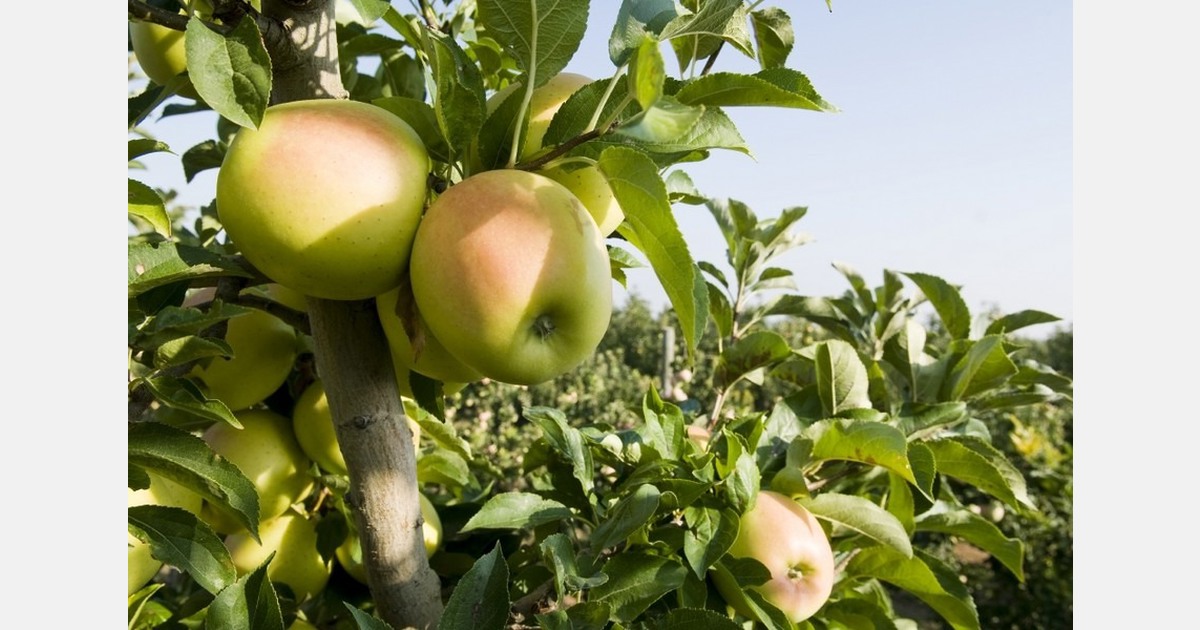 « La saison des pommes est légèrement meilleure que l'année dernière