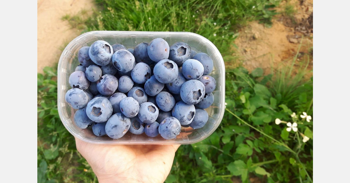« La sécheresse nous amène à abandonner la production de fraise au profit de la myrtille
