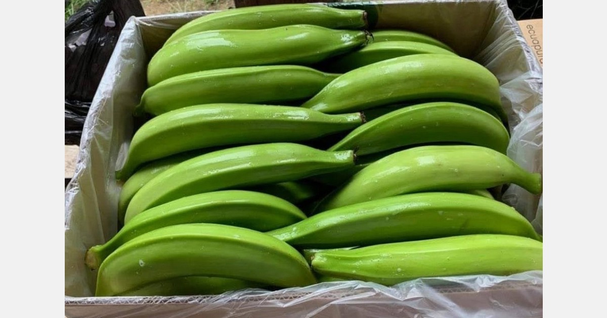 Les bananes équatoriennes gagnent du terrain aux États-Unis et ...