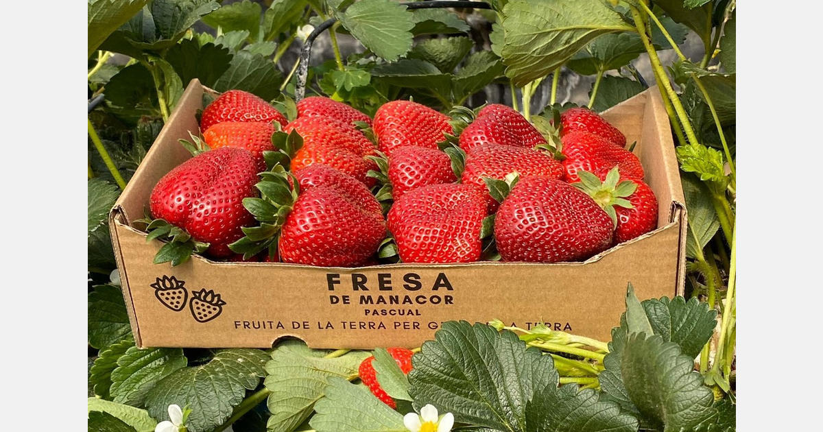 « Nous produisons des fraises toute l'année grâce à une variété ...