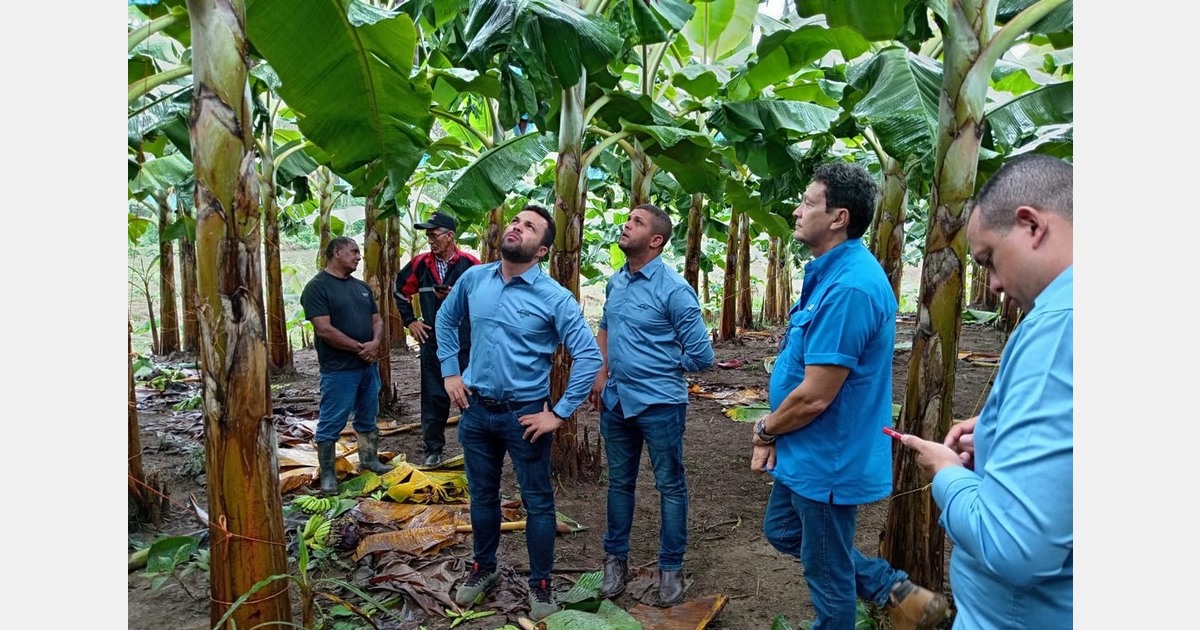 Les grèves dans le secteur de la banane paralysent les exportations et ...