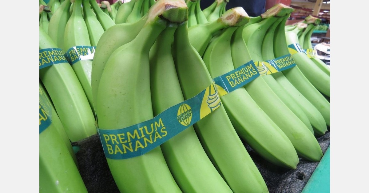 « Impossibilité d'honorer les contrats en raison d'une pénurie de bananes