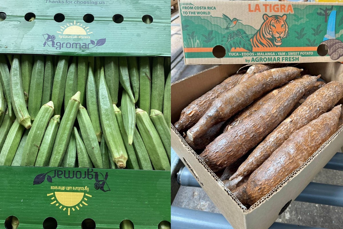 « Nous exportons principalement du manioc du Costa Rica et du gombo du ...