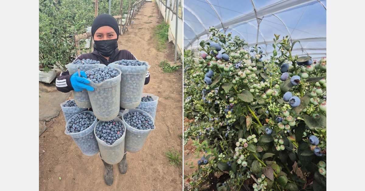 « Comment faire face à la concurrence si la myrtille péruvienne entre ...