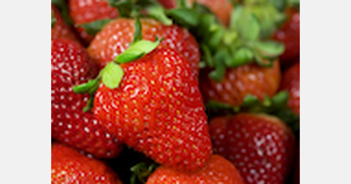 Maroc : la région de Rabat représente 65 % de la production nationale ...