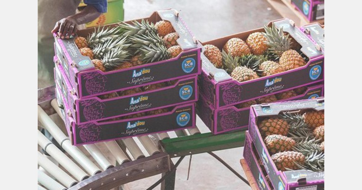 SCB Ana’dou Suprême : Une nouvelle référence d’ananas premium