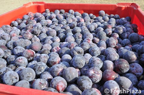 Prix bas pour les prunes Angeleno