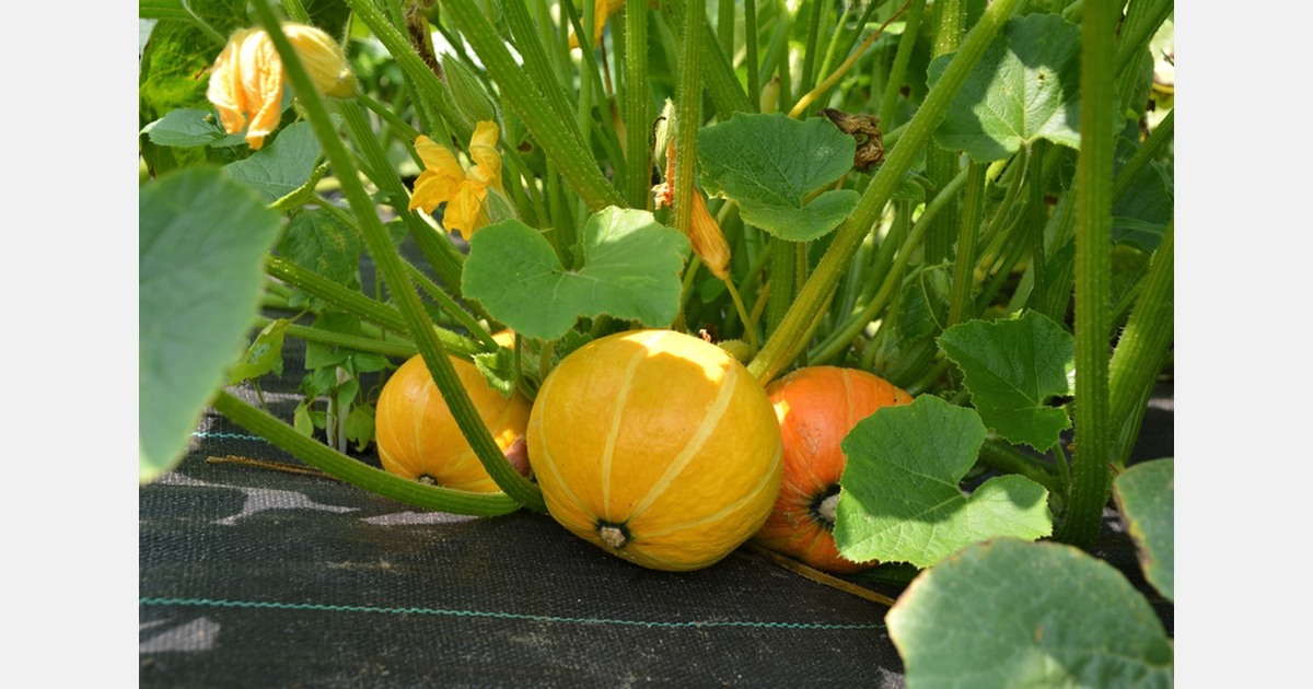 Démarrage de campagne assez compliqué pour le potimarron, le butternut ...