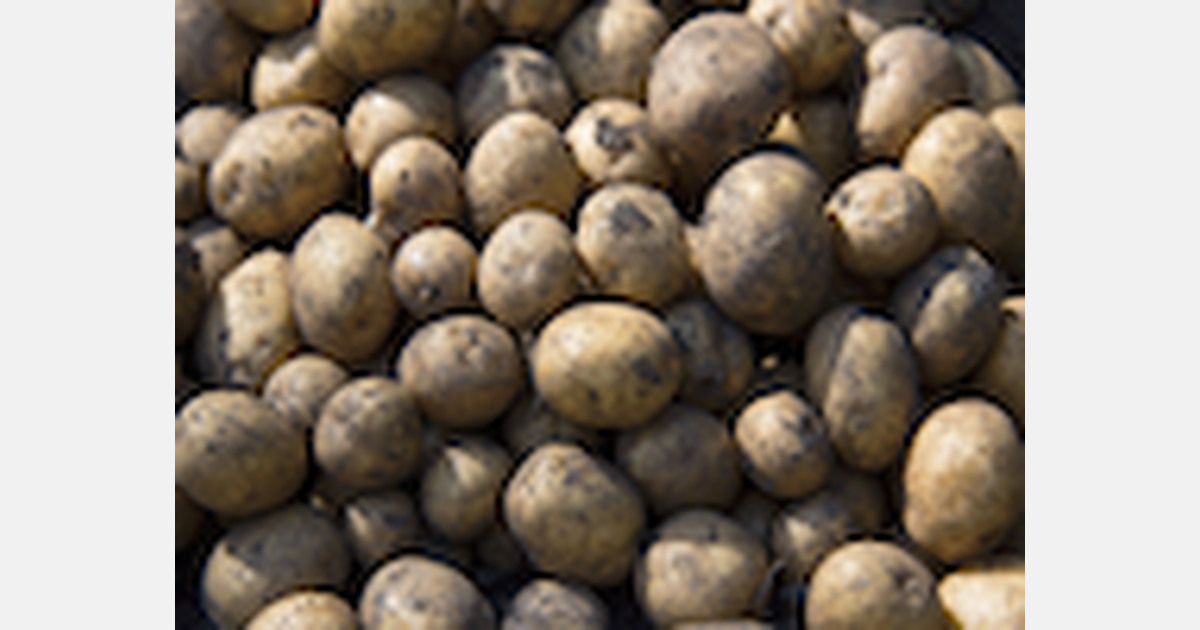 Patates Dolbec se lance dans la vodka