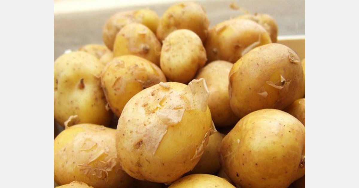 La récolte de la Bonnotte démarre