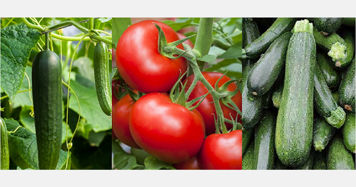 Conjoncture concombre, courgette, tomate et endive