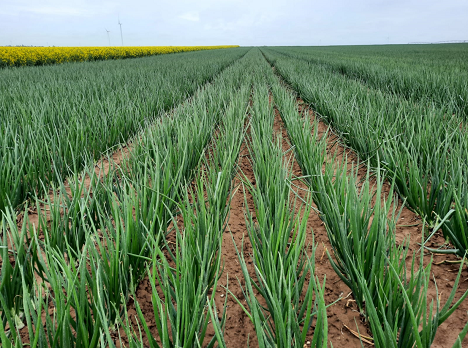 « Cette année, les calibres des oignons seront plus petits
