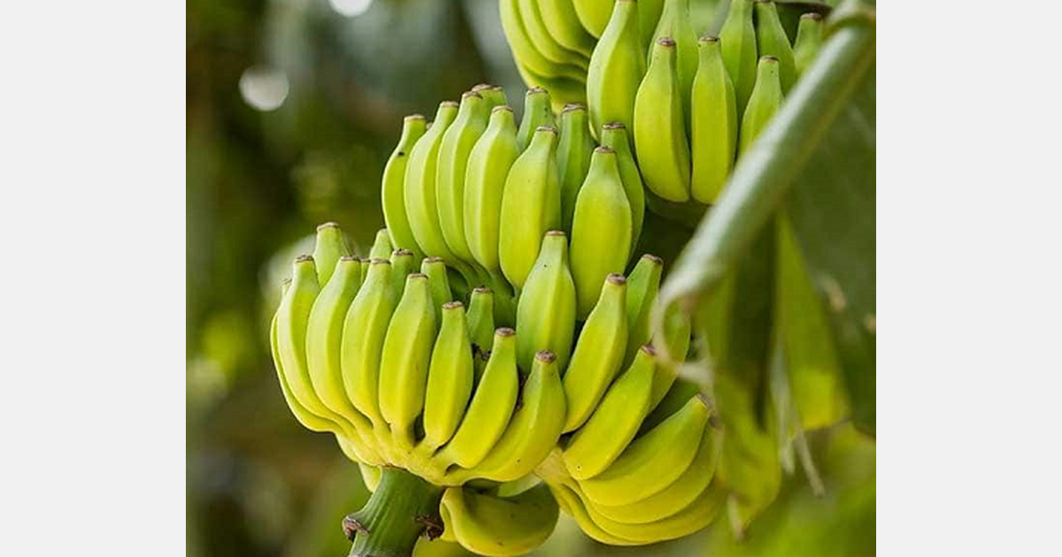 Nouvelle mûrisserie de bananes près de Bordeaux