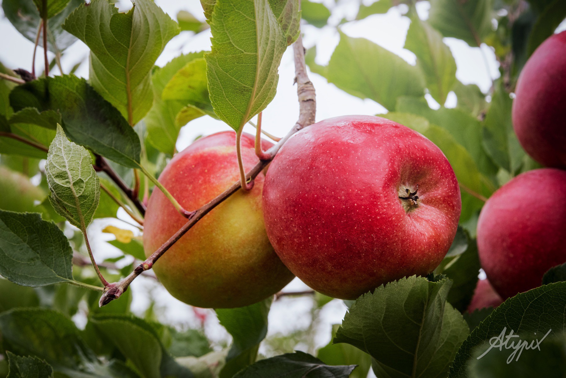 « La Swing bio est la première variété de pomme Bio certifiée Bee ...