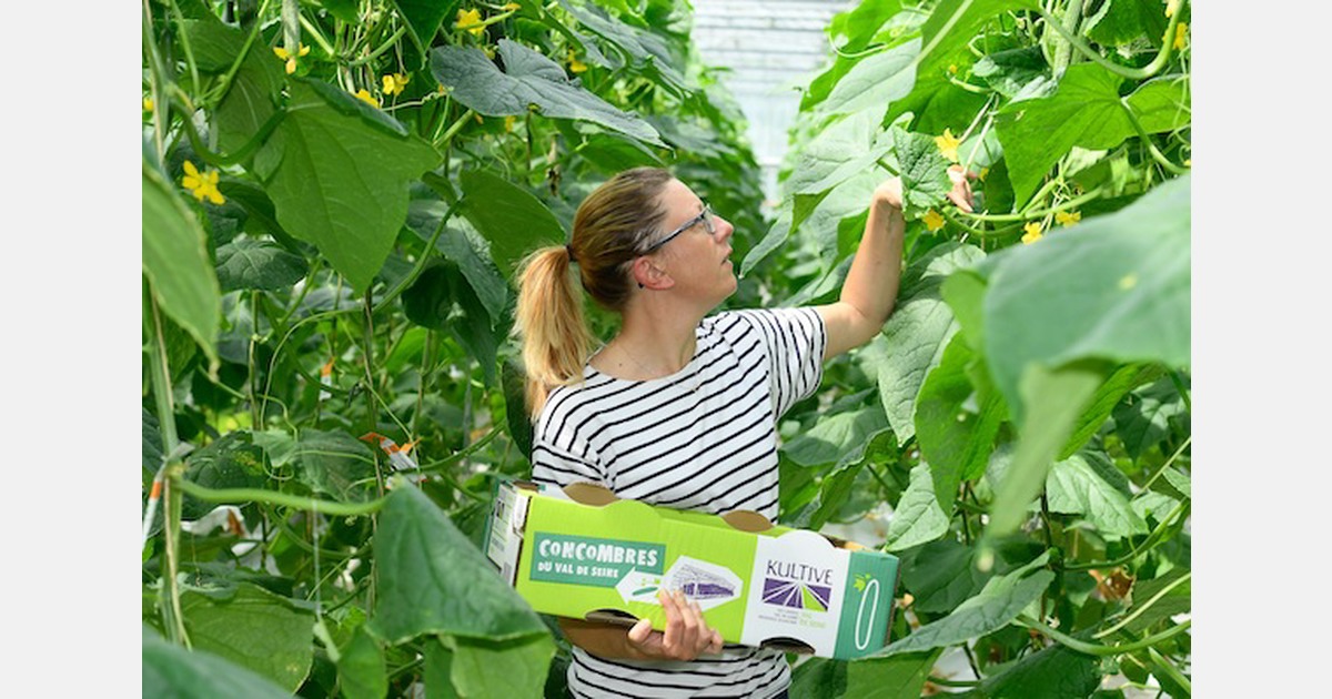 « La saison du concombre français va se jouer dans les deux prochaines ...