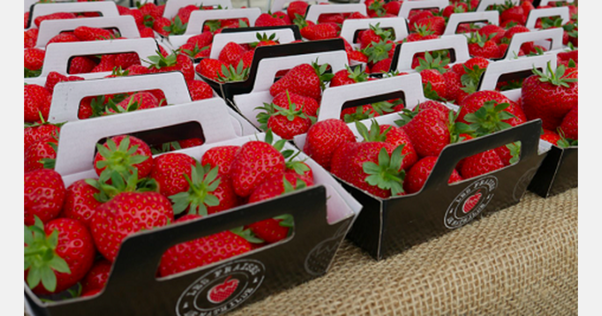 « Nos premières fraises de Plougastel arriveront la semaine prochaine