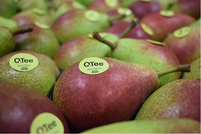 Début de la nouvelle saison des poires Qtee en conversion