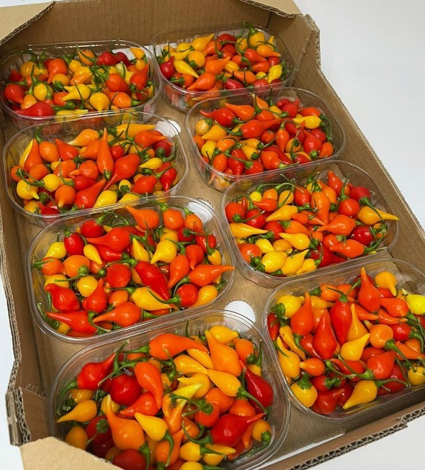 Le poivron goutte : un produit de niche très prisé pour ses qualités ...