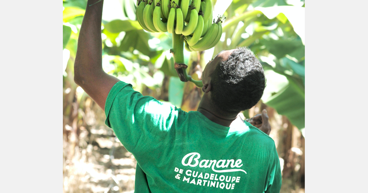 Cet été, la Banane de Guadeloupe & Martinique a connu une belle ...