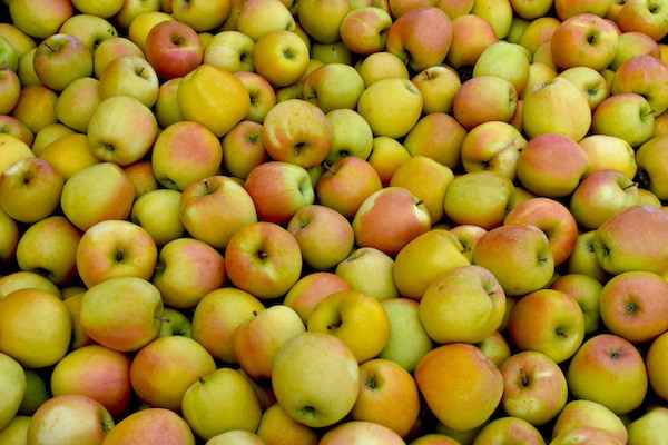 Rubis Gold : La nouvelle variété de pomme jaune qui « bouscule les habitudes