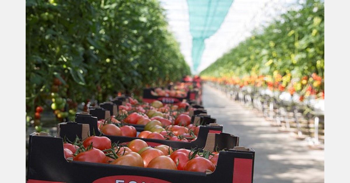 ToBRFV : Rijk Zwaan France prépare le lancement d'une gamme complète de ...