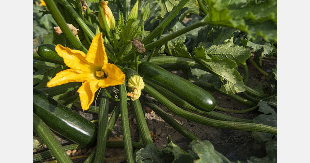 « La courgette Liniac c’est le choix de la qualité face aux exigences ...