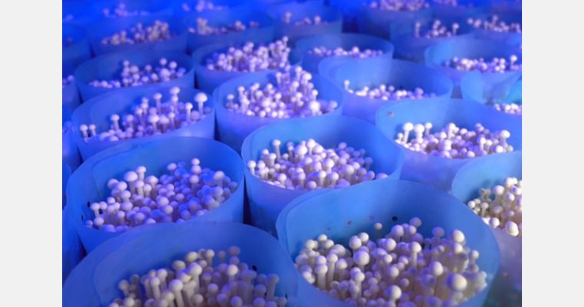 « Nous récoltons 70 tonnes de champignons chaque jour