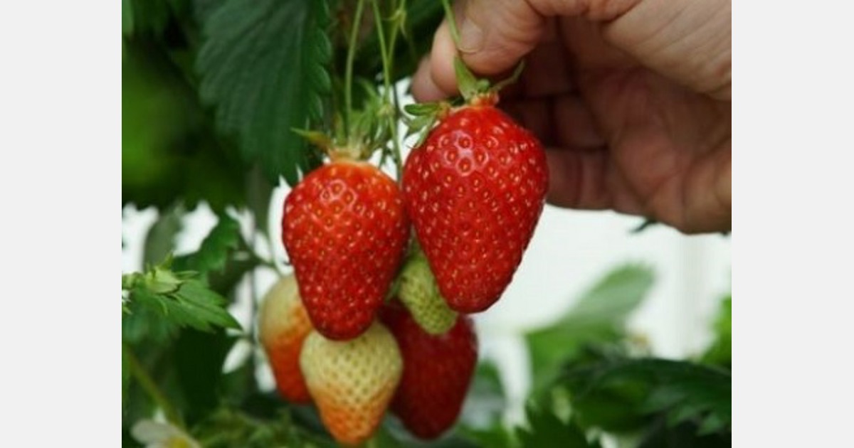 « La fraise de Plougastel Label Rouge est disponible