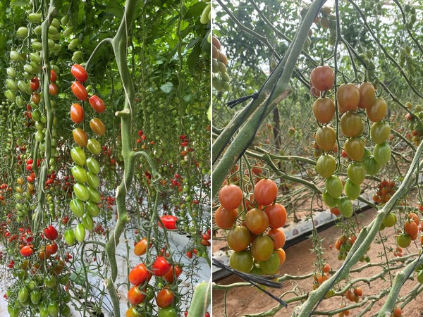 Les défis de la tomate au Maroc