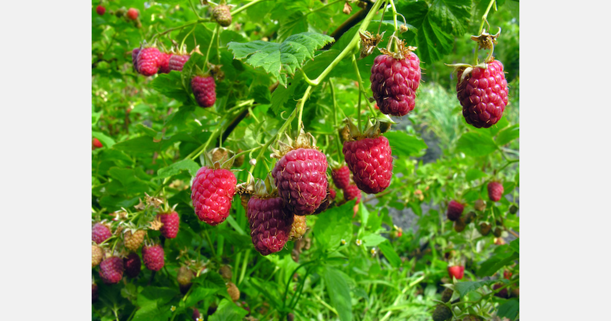 La framboise française : un marché qui a du potentiel