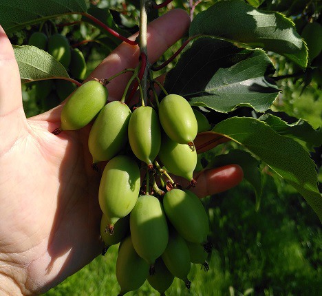 Mini kiwi Nergi : la campagne de commercialisation sur le point de démarrer