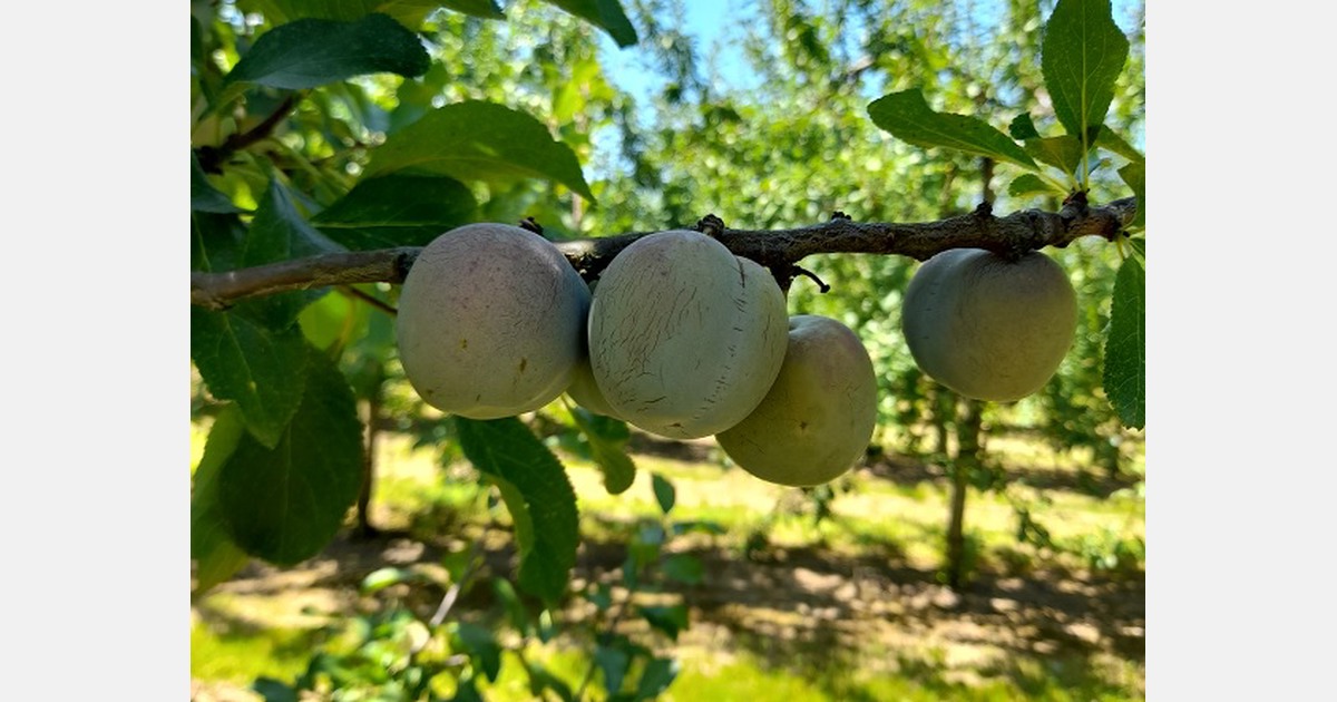 « Des volumes et une bonne qualité pour cette récolte de Reine-Claude ...