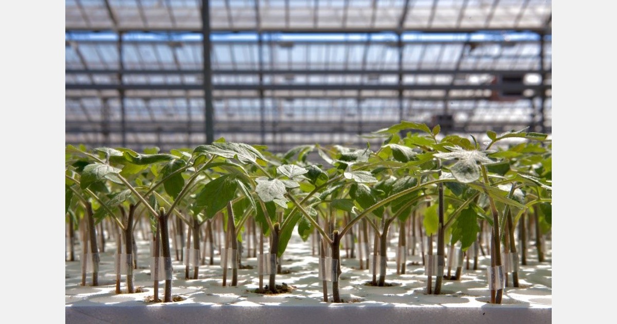 « La vigueur et l'endurance du porte-greffe sont des outils importants ...