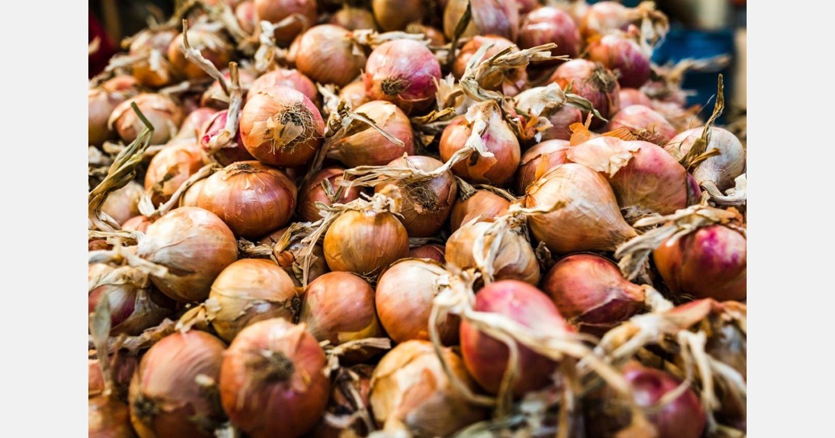 Une saison à « deux vitesses » pour l’oignon rosé